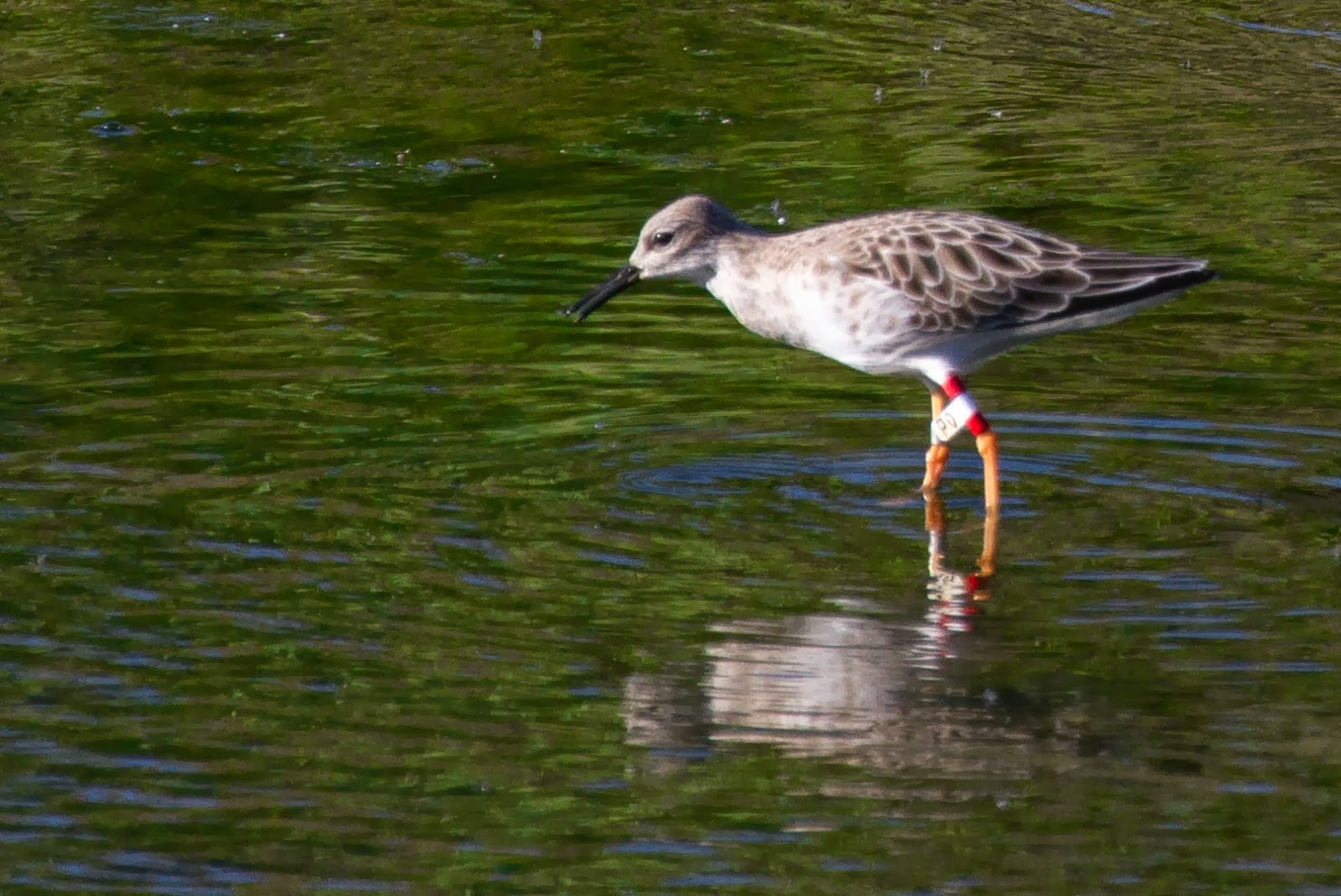 Birding Axarquia: How can both of these birds be Ruffs?